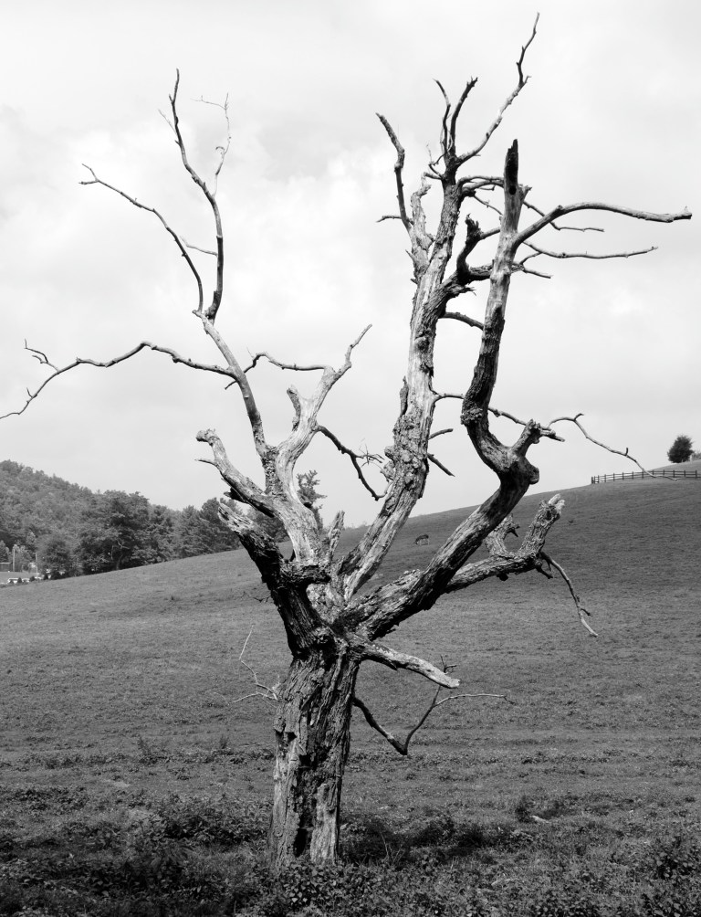 dead tree | carolinawandering2